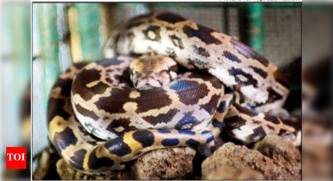 Rock Python Dead: Rare rock python choked to death by mates at Mysuru ...