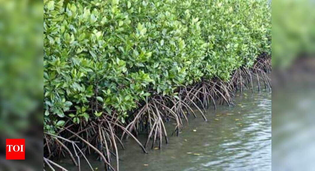 HC allows mangrove cutting, removes MTHL's last hurdle | Mumbai News ...