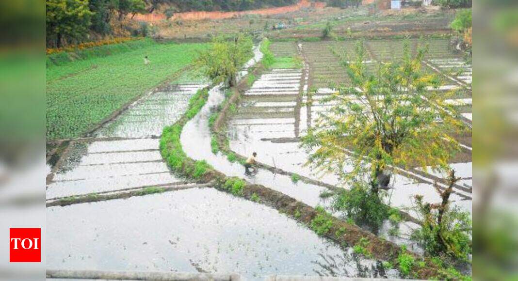 Rabi Crops: Sown area under Rabi crops increased despite currency ...