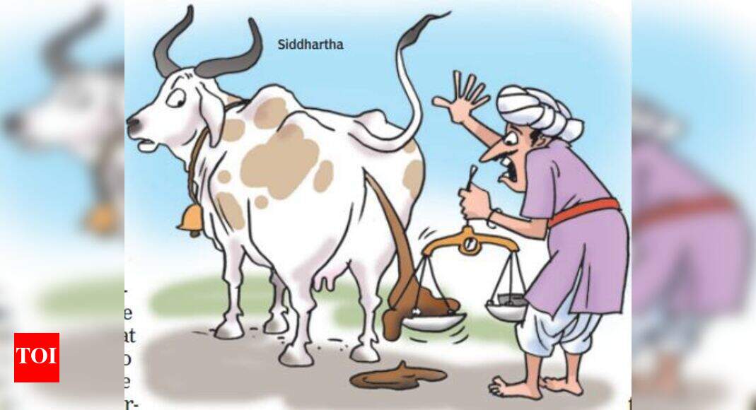 Congress-ruled Gujarat civic body puts cap on cow excretion | Rajkot ...