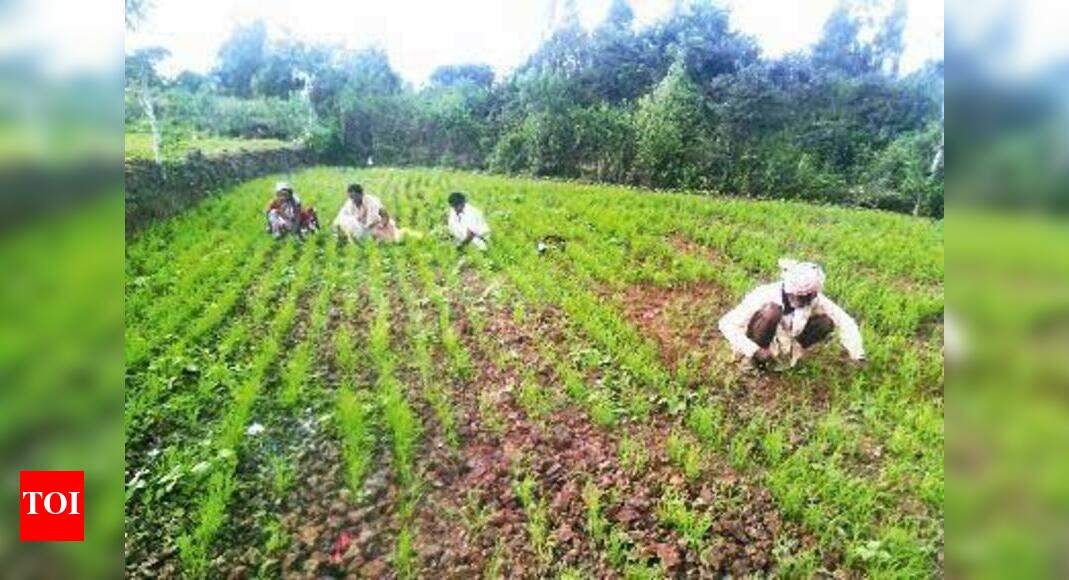 ICAR eyes boost in pulse farming with new hybrid seeds | Dehradun News ...