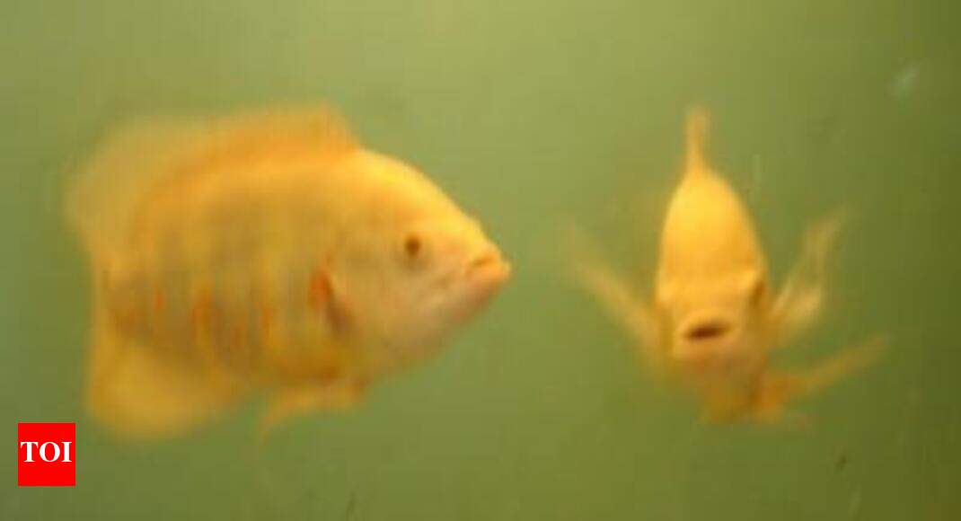 blind cave fish: Kutumsar: Rare blind cave fish face extinction threat ...