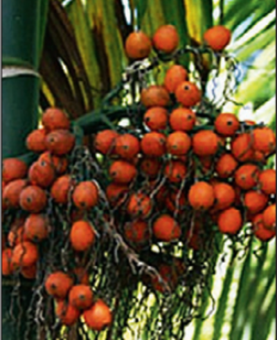 Bitter harvest for state areca nut farmers | Kozhikode News - Times of ...