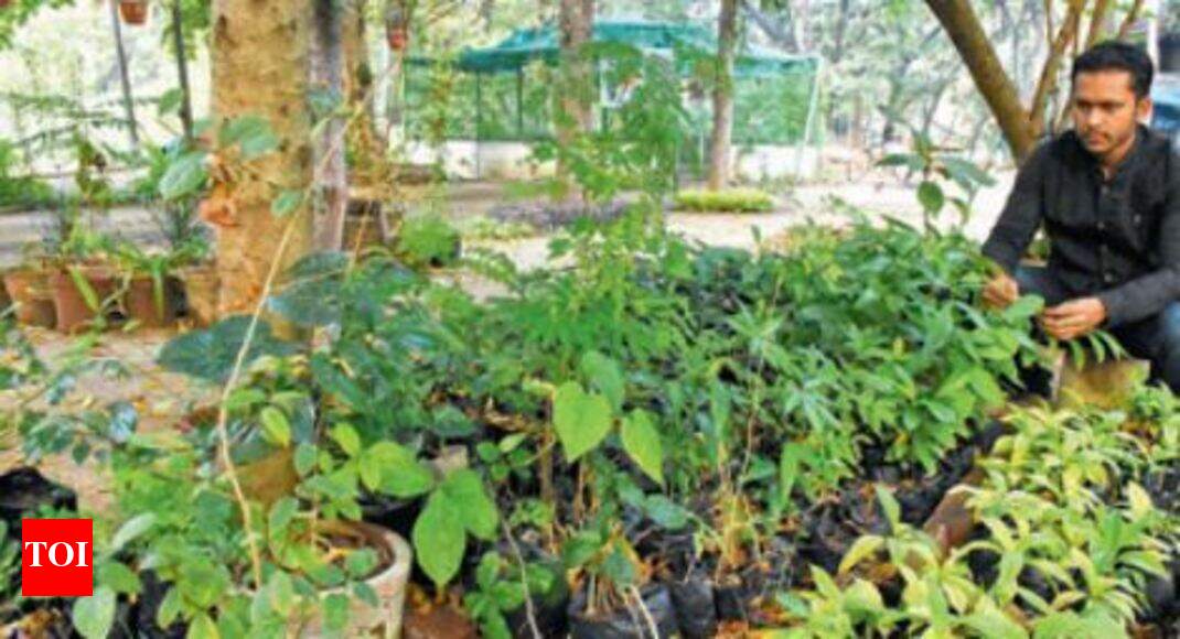 3 Gujarat plants on brink of extinction | Vadodara News - Times of India