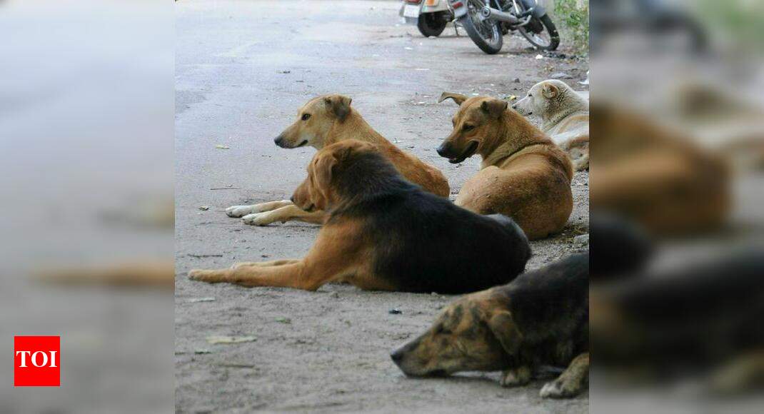 Stray Animals: Drive with caution: Complaints of animals getting hit by ...