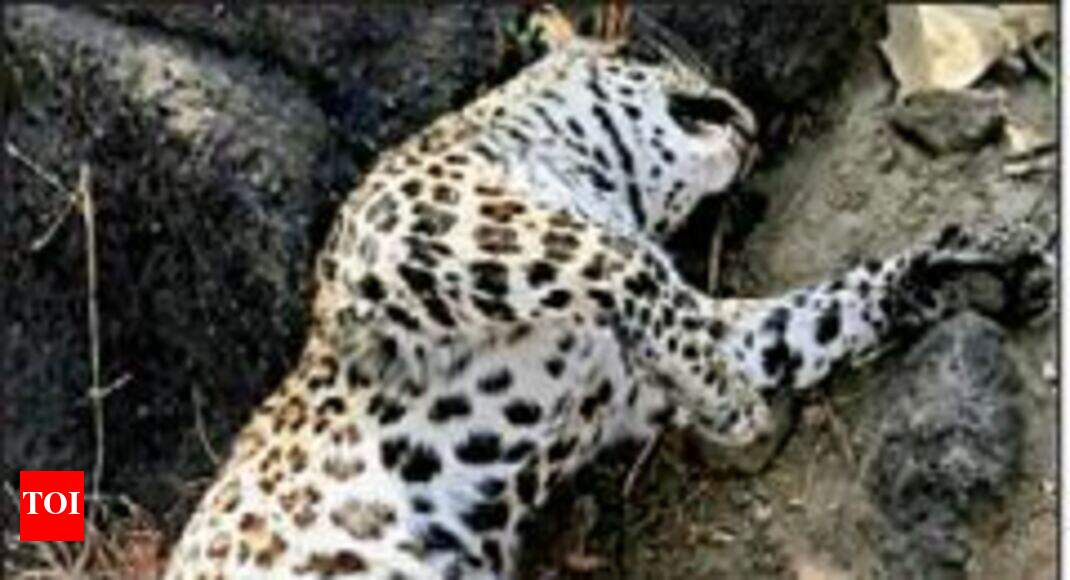 6-year-old leopard found dead in Adilabad district | Hyderabad News ...