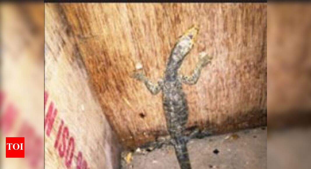 Monitor lizards seized from flat in Jogeshwari | Mumbai News - Times of ...