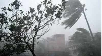 How tiny shrines protect rare Audumbara trees | Nashik News - Times of ...