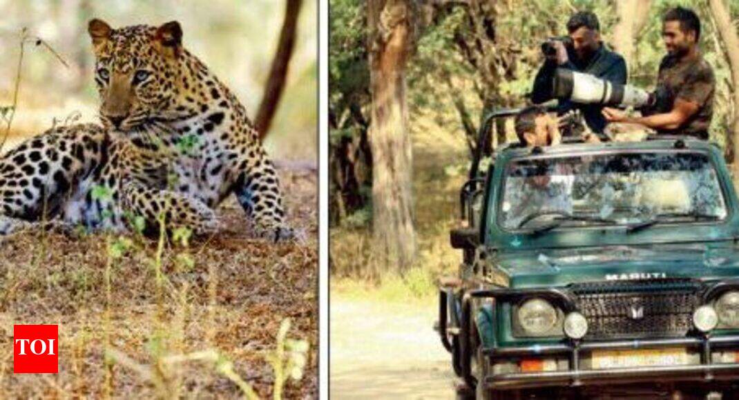 Safari puts Jhalana Reserve Forest in global wildlife map | Jaipur News ...
