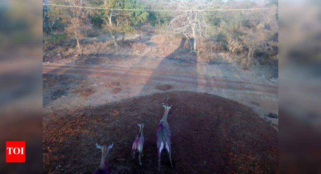 South African Boma technique used in Madhya Pradesh to capture nilgai ...