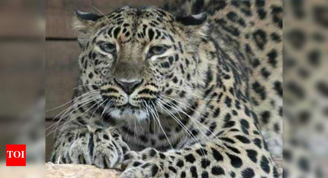 Leopard chasing prey slips into well | Navi Mumbai News - Times of India