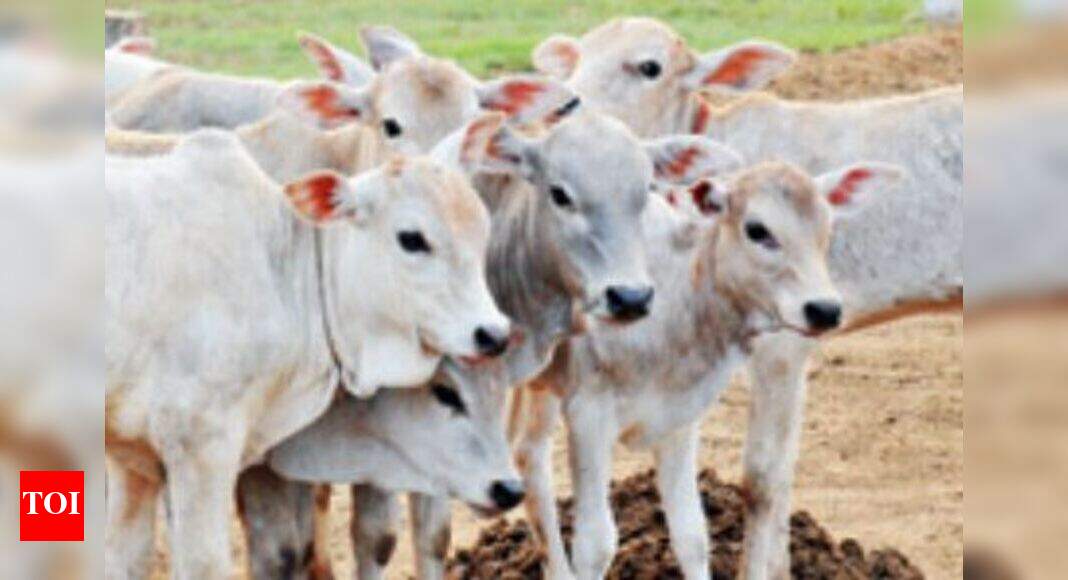 Belching of Jersey cows puncturing ozone layer: Gujarat Ayurveda ...