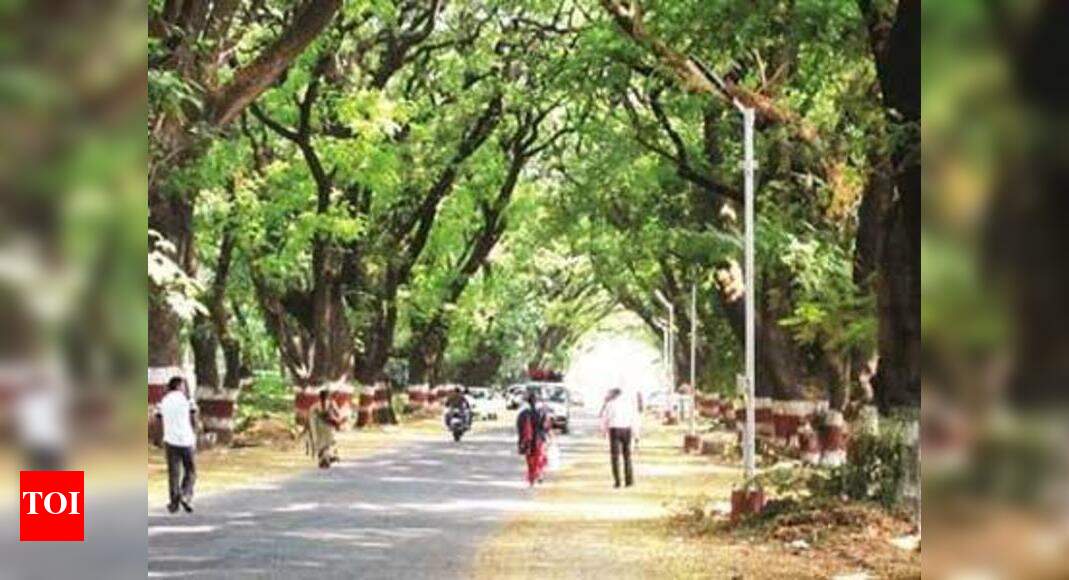 High court: Get rid of shrub in 13 districts | Madurai News - Times of ...