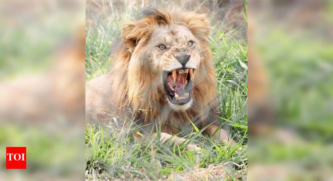 Lion Electrocuted HC Forms Panel: Electrocution of lions: HC sets up ...