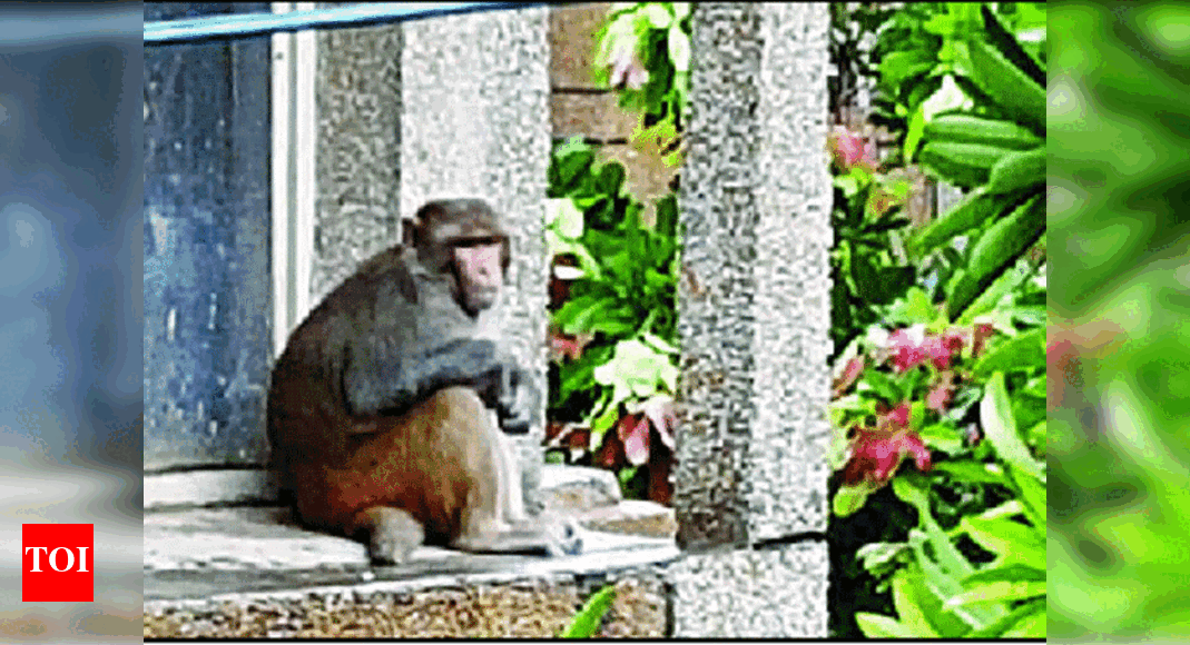Four teams set up to fight simian menace | Gurgaon News - Times of India