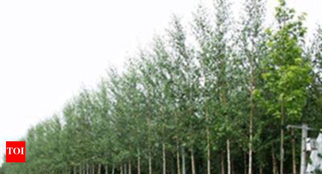 Demand up for native tree species | Chennai News - Times of India