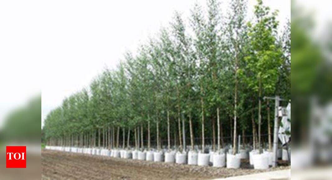 Demand up for native tree species | Chennai News - Times of India