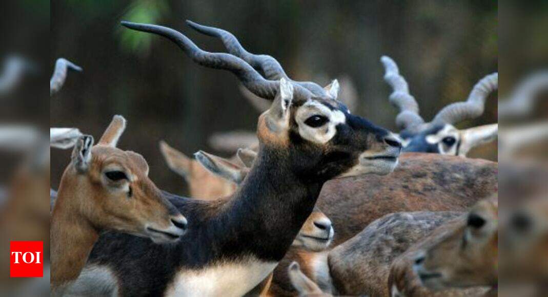 Animals, birds being poached in Littel Rann of Kutch | Rajkot News ...