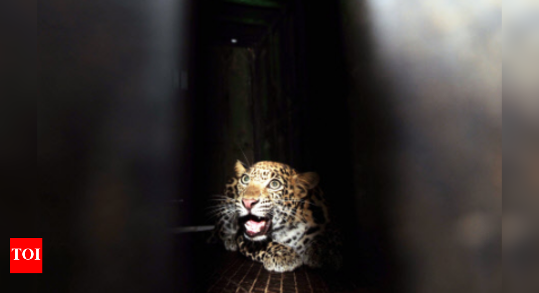 Leopard Caught: Koka problem leopard trapped | Nagpur News - Times of India
