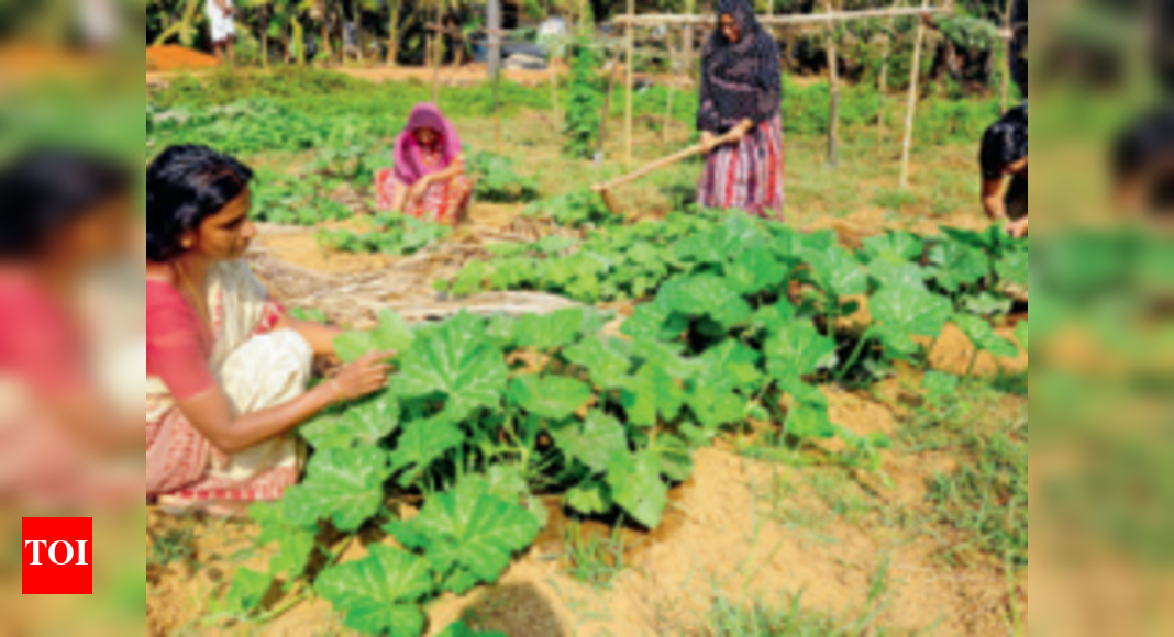 Kerala needs to step up its organic cultivation programme | Kochi News ...