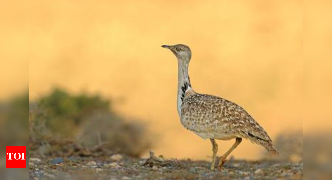 Houbara Birds: Houbara hunting starts across the border | Jaipur News ...