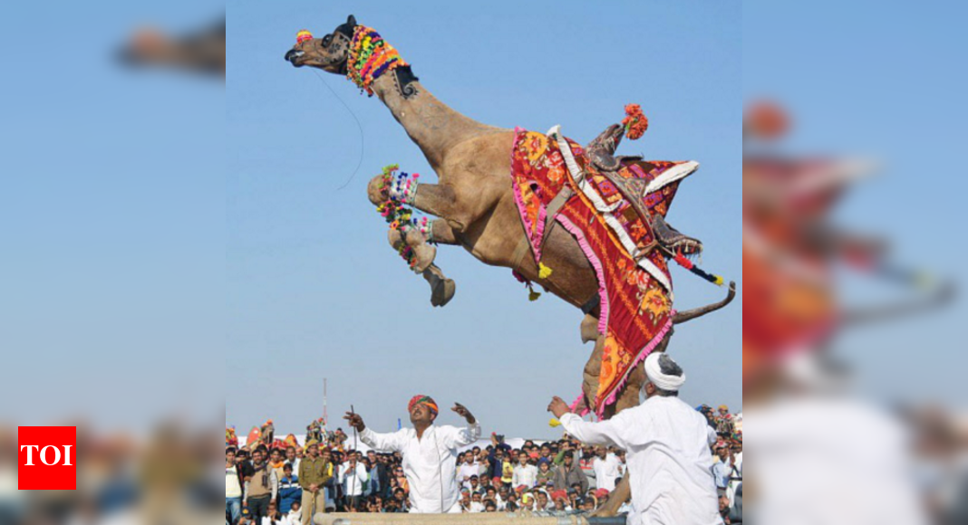 Annual Camel Festival: Camel fest to begin from Jan 14 | Jaipur News ...