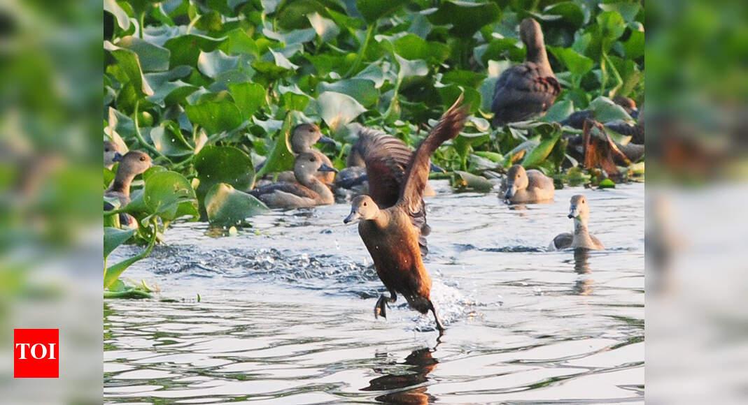 ‘Deforestation, toxic waste down inflow of migratory birds to Thane ...