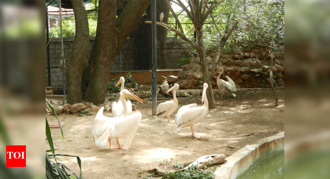 Mysore Zoo shut for a month over bird flu | Mysuru News - Times of India