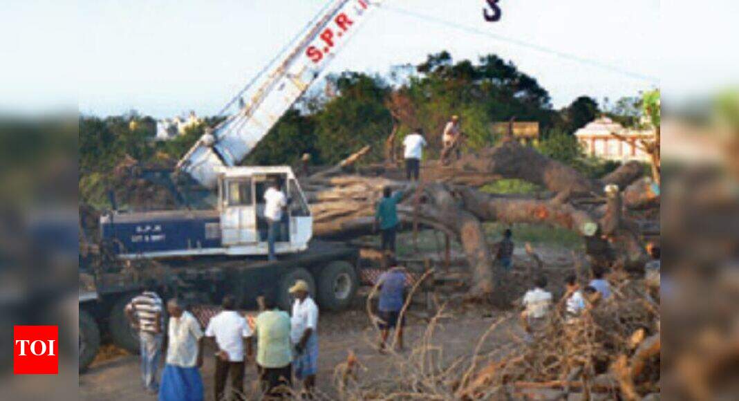 Banyan Tree: Chennai: 200-year-old banyan tree gets new lease of life ...