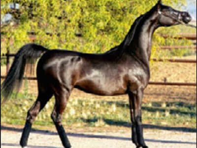 Nation's ancient horse sense on display at Indian Science Congress ...