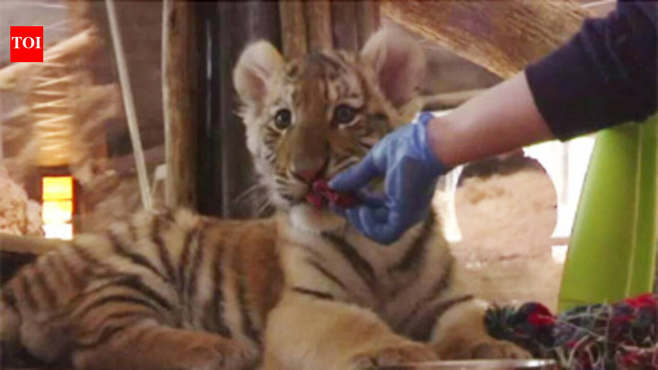 Zoo hand-raising tiger cub to save its life