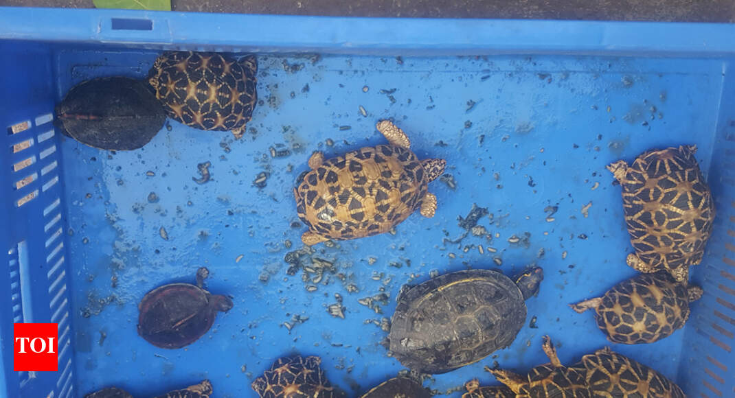 Baby parrots, turtles rescued from Crawford Market in Mumbai | Mumbai ...