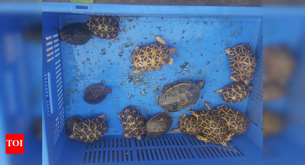 Baby parrots, turtles rescued from Crawford Market in Mumbai | Mumbai ...