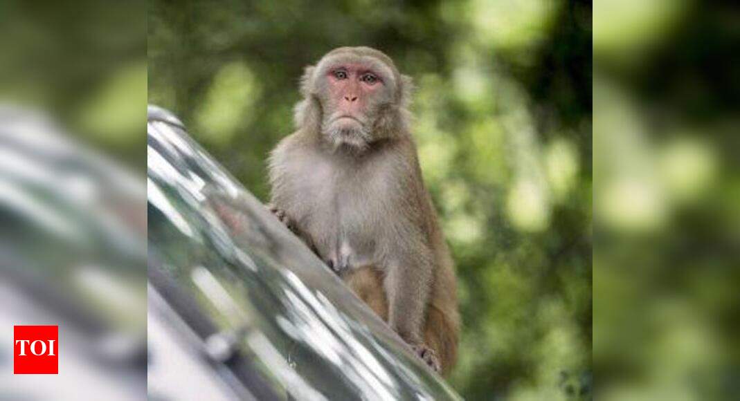 MCG apathy trips monkey catchers | Gurgaon News - Times of India