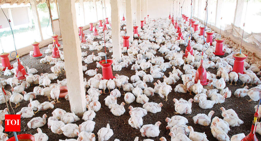 farmers: Farmers learn poultry farming techniques | Nagpur News - Times ...