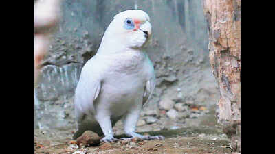 Merwyn Fernandes: Expert calls for law to regulate trade of exotic ...