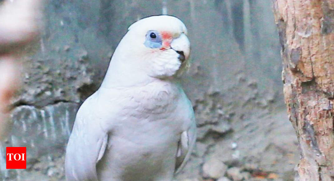 Merwyn Fernandes: Expert calls for law to regulate trade of exotic ...