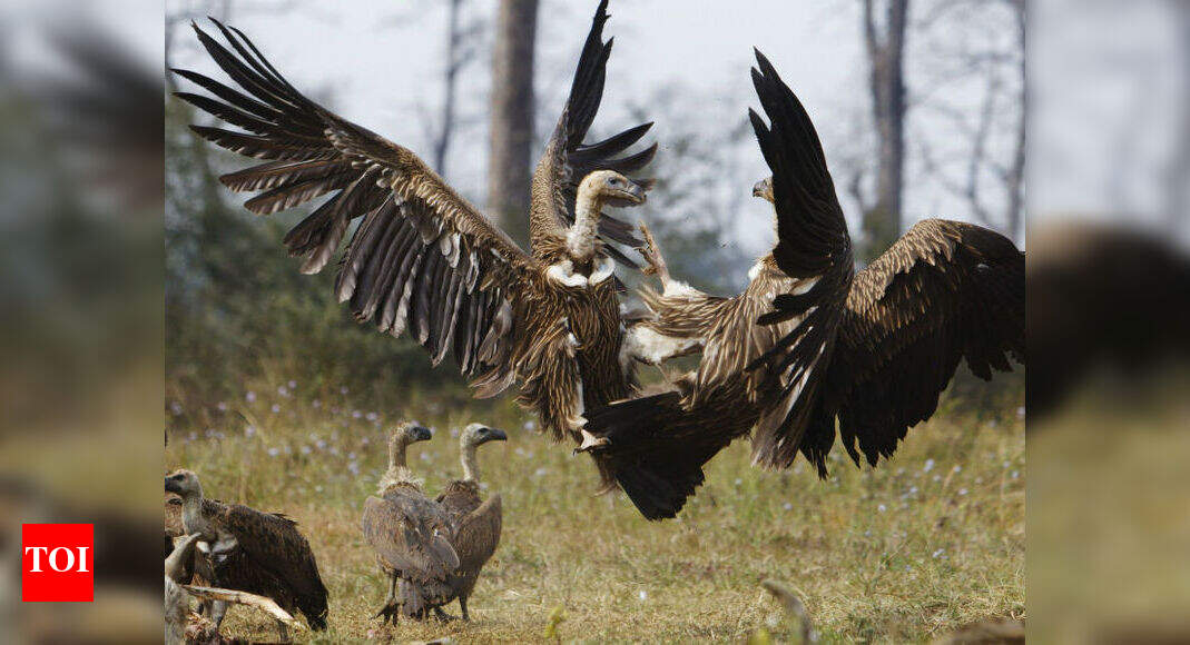 Why Parsis decided to change how they want to be buried | India News ...