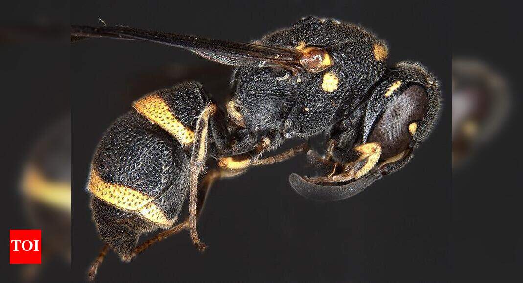 New species of wasp spotted in Western Ghats | Kozhikode News - Times ...