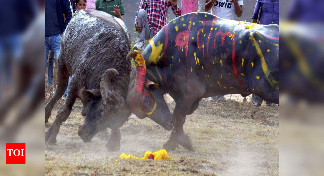 Bullfighting In Goa: Animal lovers press DGP for dhirio ban | Goa News ...