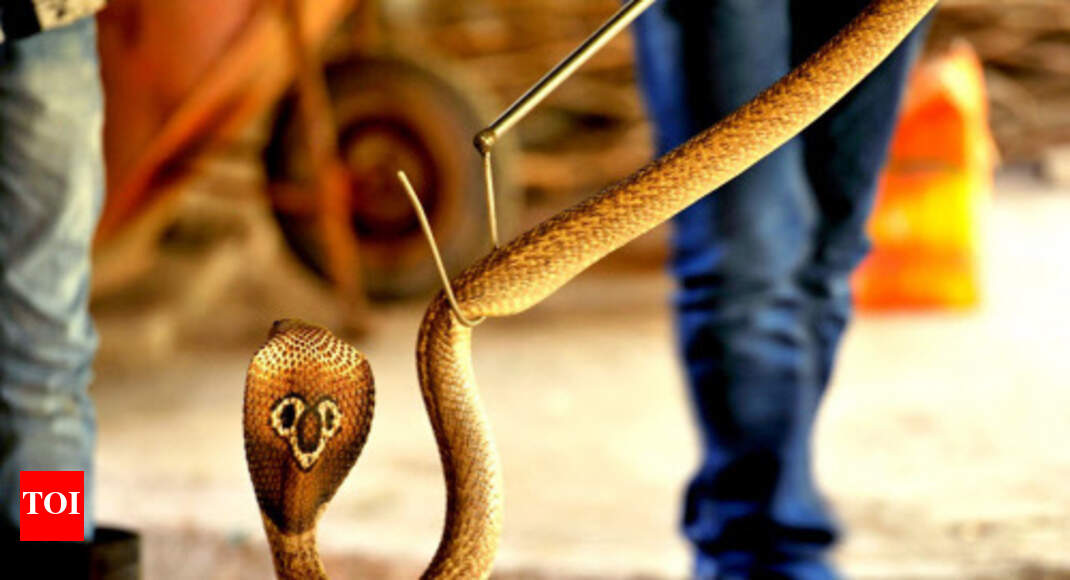 Cobra with heart mark on hood caught | Mangaluru News - Times of India