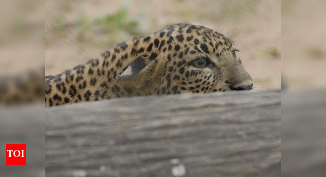 Mystery shrouds death of leopard, cub in Khapa | Nagpur News - Times of ...