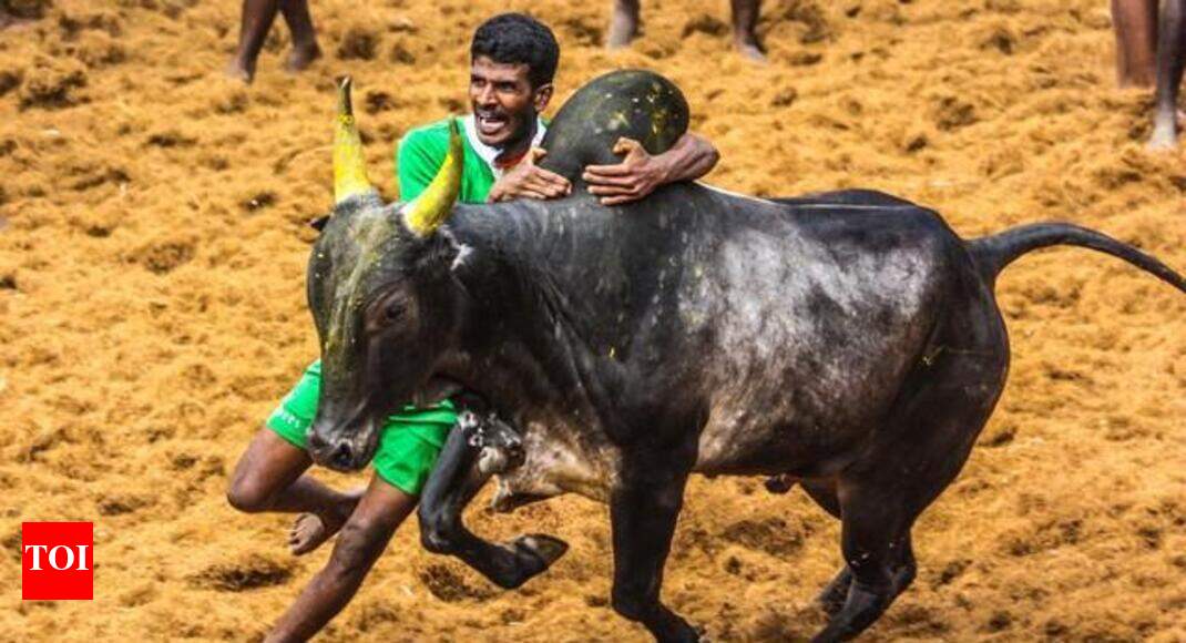 Has ever a bull been killed during jallikattu, asks Tamil film director ...