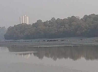 TMC take care of the Thane Kopri creek - Times of India