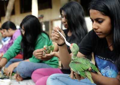 Volunteers help forest officials feed 184 rescued parakeet chicks in ...