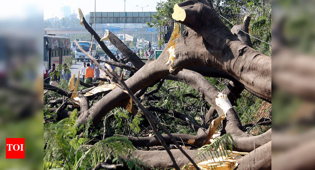 800 trees to be cut for Amra Marg road widening project | Navi Mumbai ...