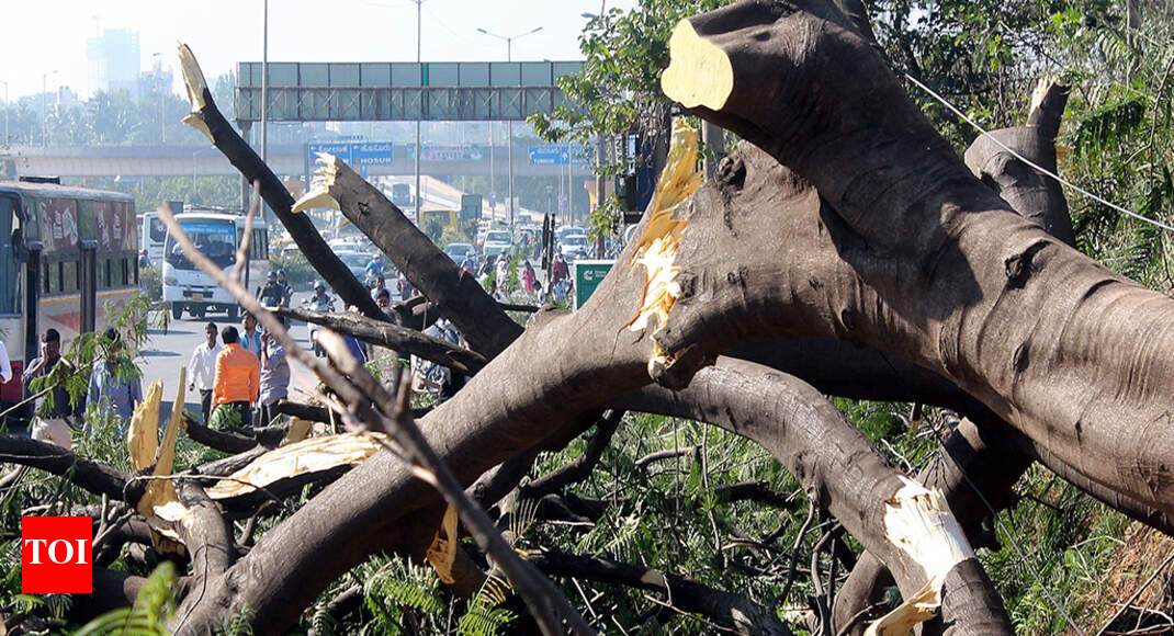 800 trees to be cut for Amra Marg road widening project | Navi Mumbai ...