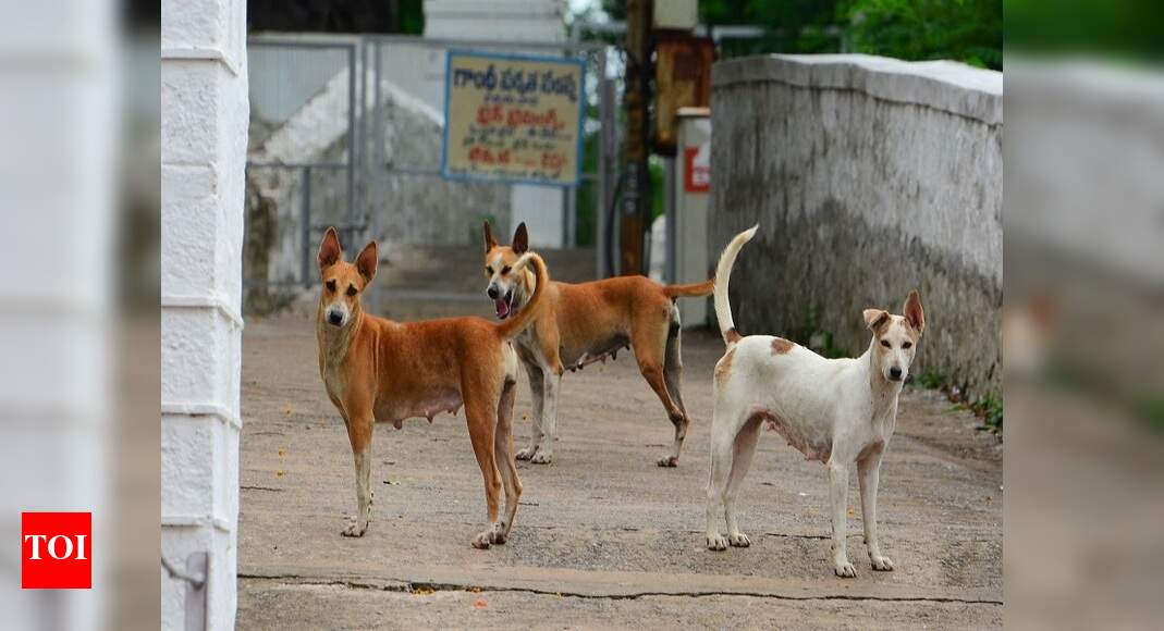 Stray Dogs Menace: Stray dogs also have a right to live, says Supreme ...