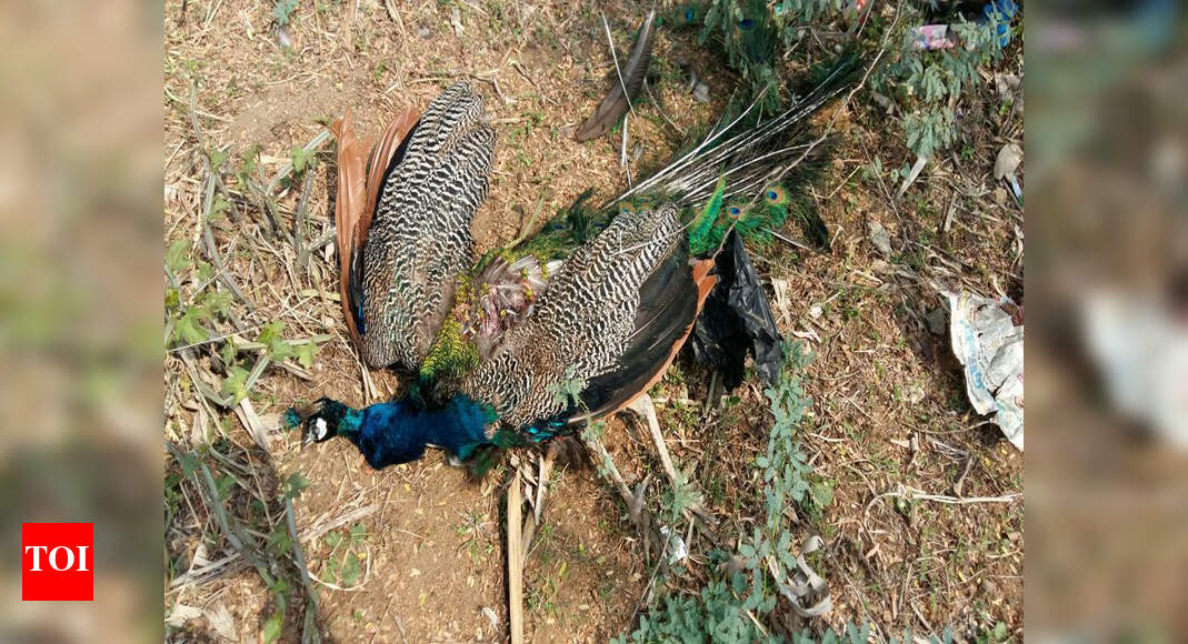Five peacocks found poisoned in Hayathnagar, hunt on for culprits ...