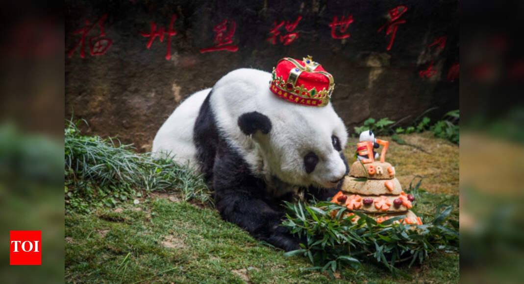 Oldest Panda: World's oldest living panda in captivity celebrates 37th ...